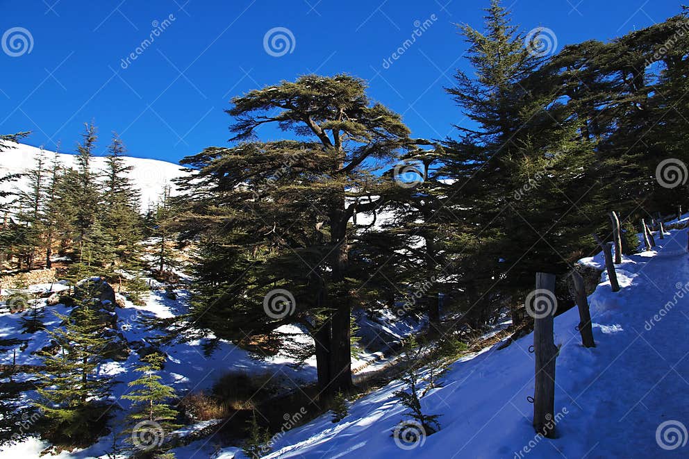 The Cedar Forest in Mountains of Lebanon Stock Photo - Image of rare ...