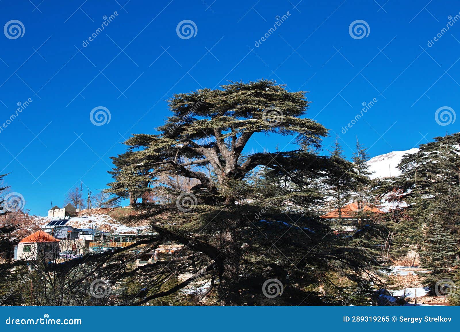 The Cedar Forest in Mountains of Lebanon Stock Image - Image of branch ...