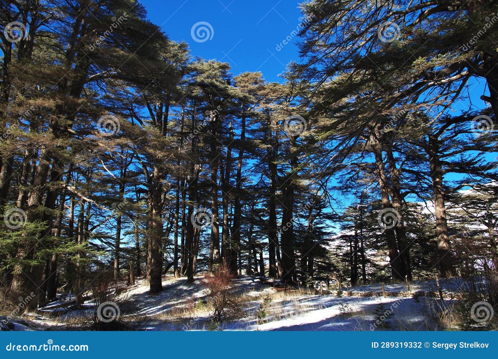 The Cedar Forest in Mountains of Lebanon Stock Photo - Image of tree ...