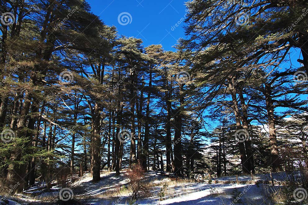 The Cedar Forest in Mountains of Lebanon Stock Photo - Image of tree ...