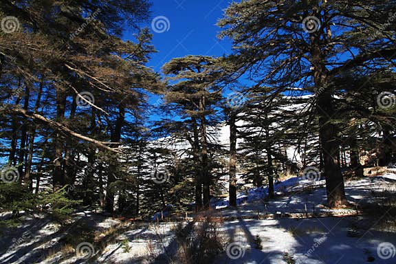 The Cedar Forest in Mountains of Lebanon Stock Photo - Image of pine ...
