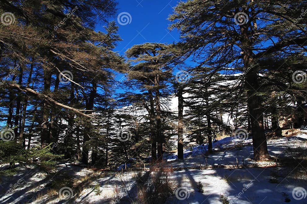 The Cedar Forest in Mountains of Lebanon Stock Photo - Image of pine ...