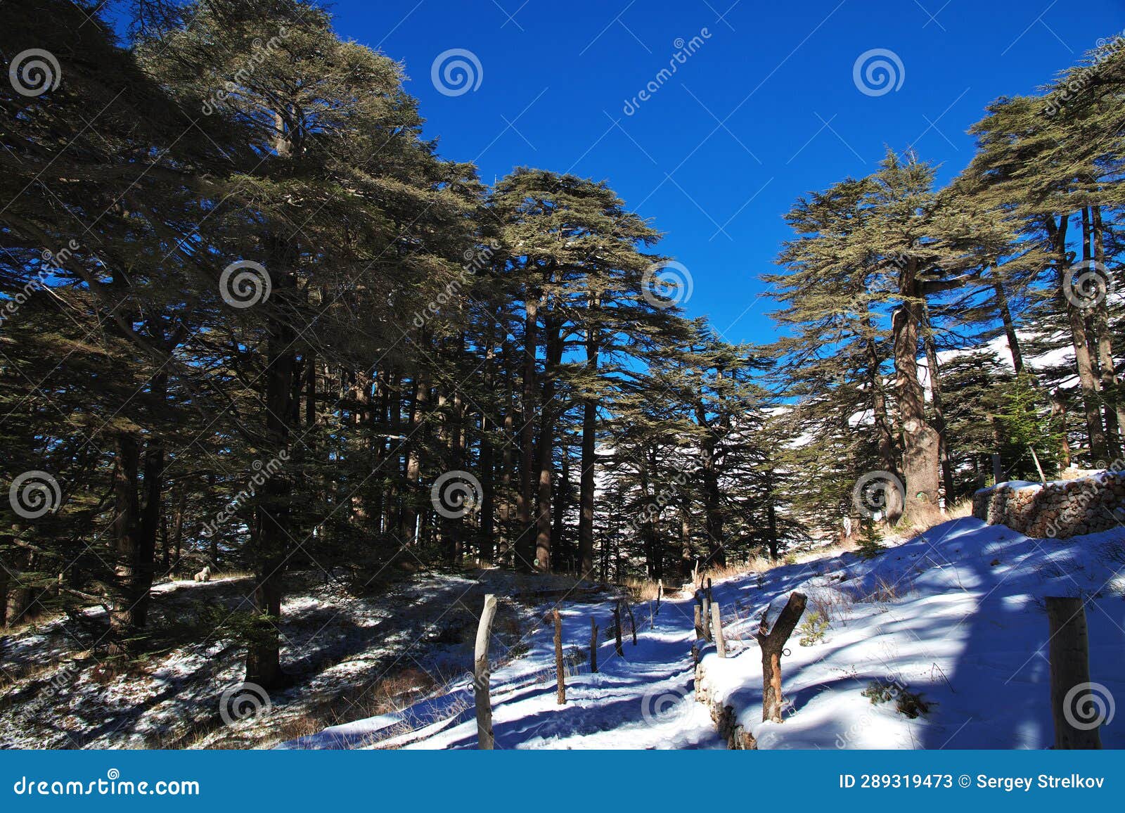 The Cedar Forest in Mountains of Lebanon Stock Image - Image of ...