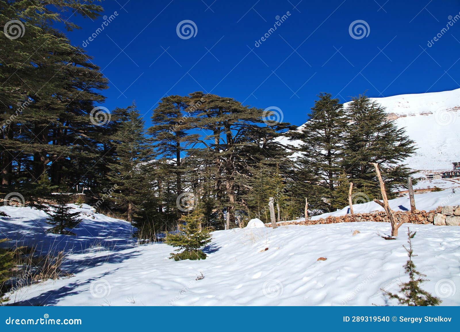 The Cedar Forest in Mountains of Lebanon Stock Photo - Image of ...