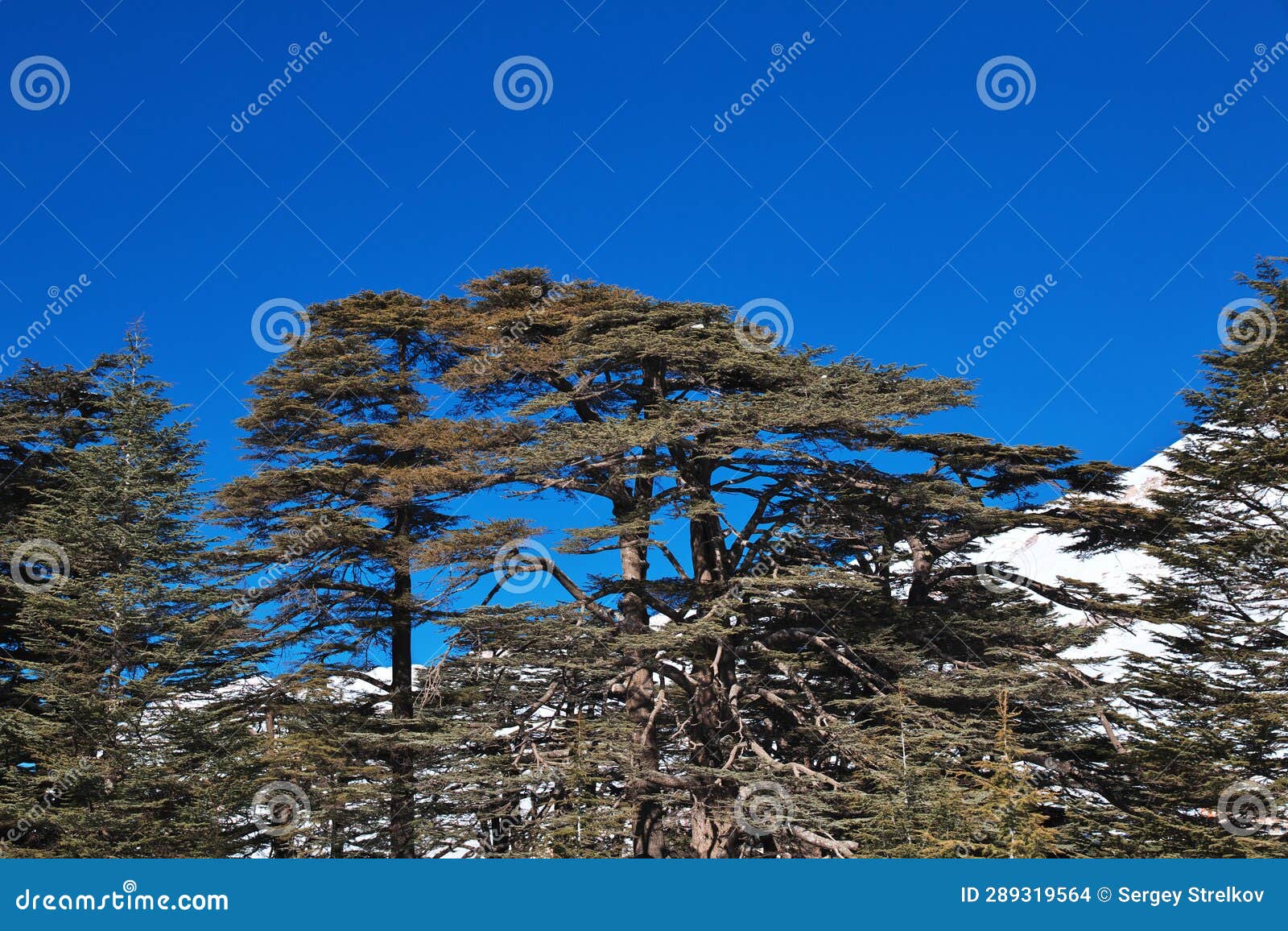 The Cedar Forest in Mountains of Lebanon Stock Photo - Image of tree ...