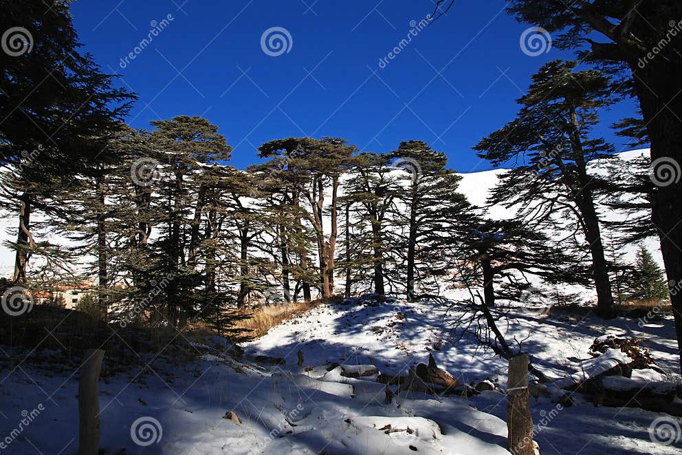 The Cedar Forest in Mountains of Lebanon Stock Photo - Image of middle ...