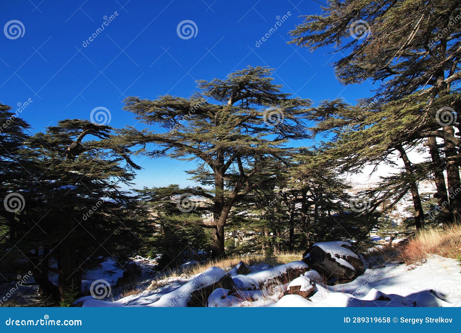 The Cedar Forest in Mountains of Lebanon Stock Photo - Image of ...