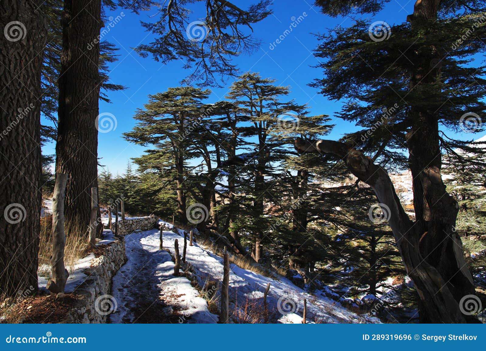 The Cedar Forest in Mountains of Lebanon Stock Photo - Image of cedrus ...