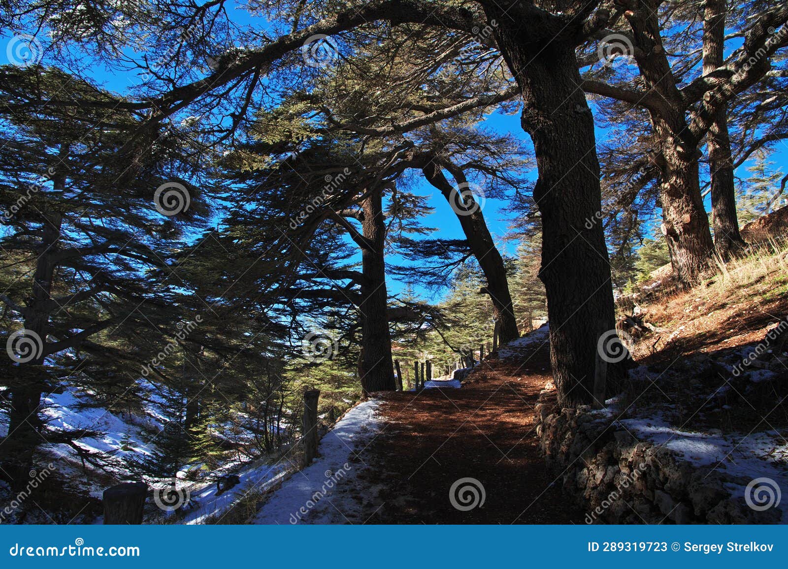 The Cedar Forest in Mountains of Lebanon Stock Image - Image of ...