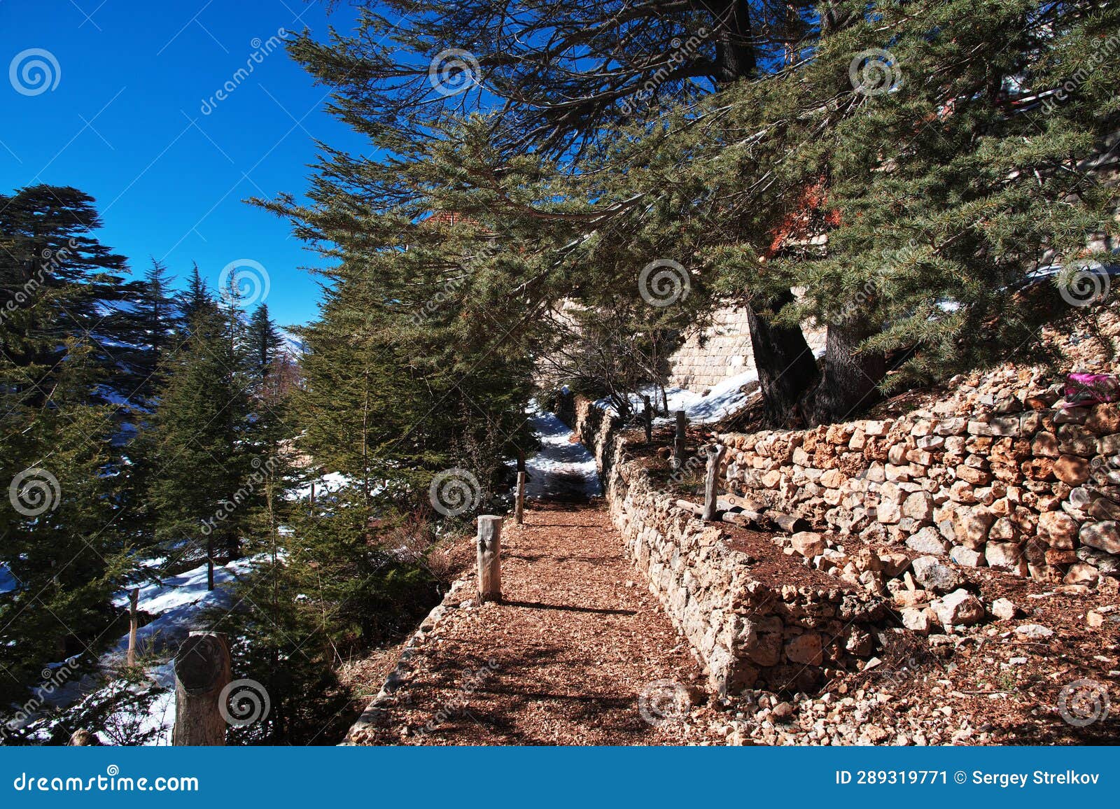 The Cedar Forest in Mountains of Lebanon Stock Image - Image of pine ...