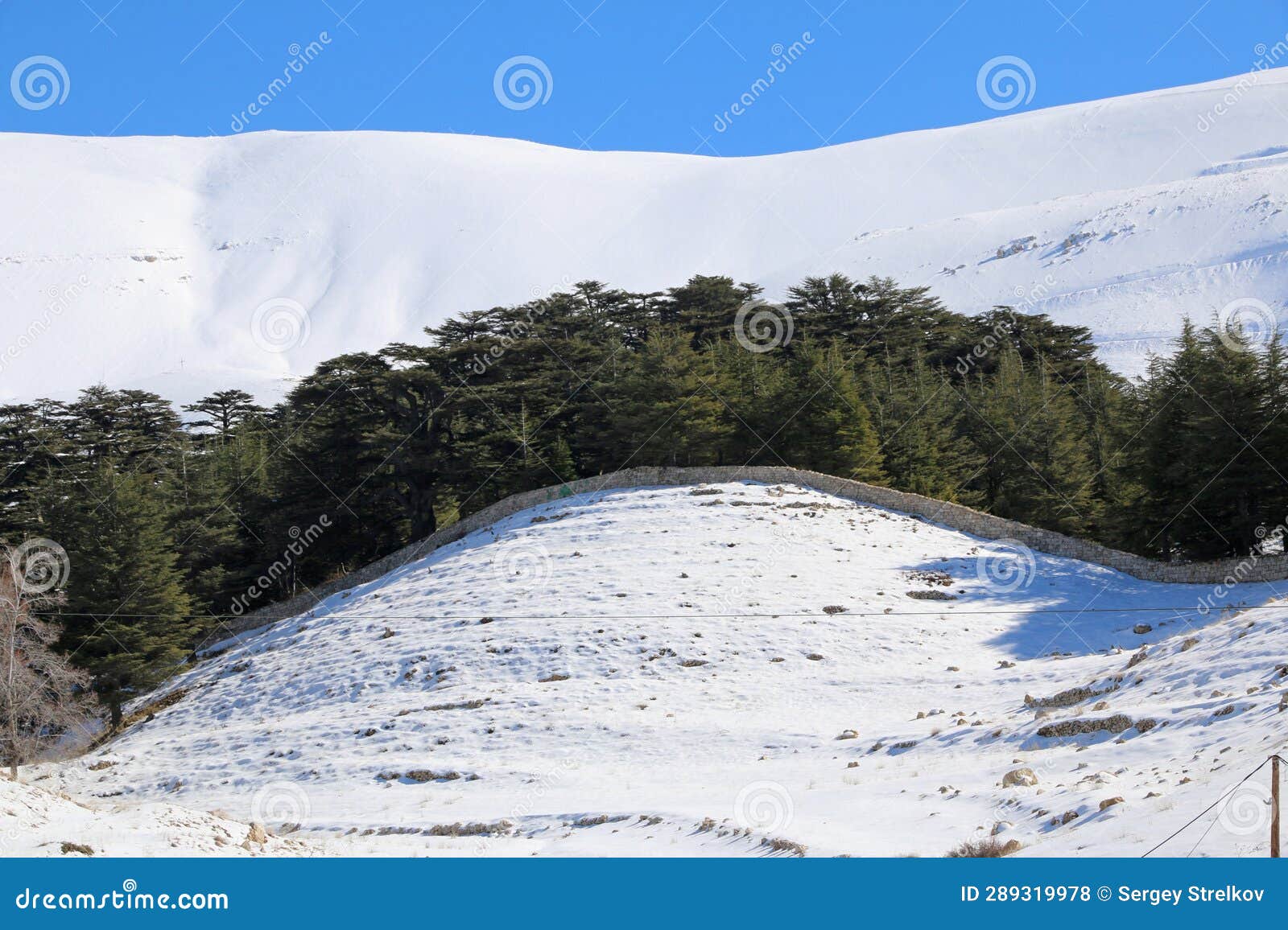 The Cedar Forest in Mountains of Lebanon Stock Photo - Image of conifer ...