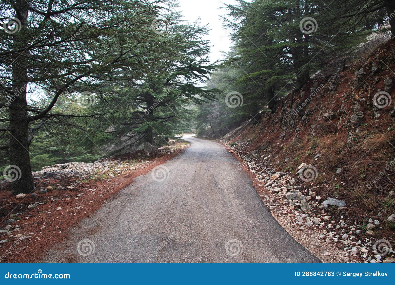 The Cedar Forest in Mountains of Lebanon Stock Image - Image of tree ...