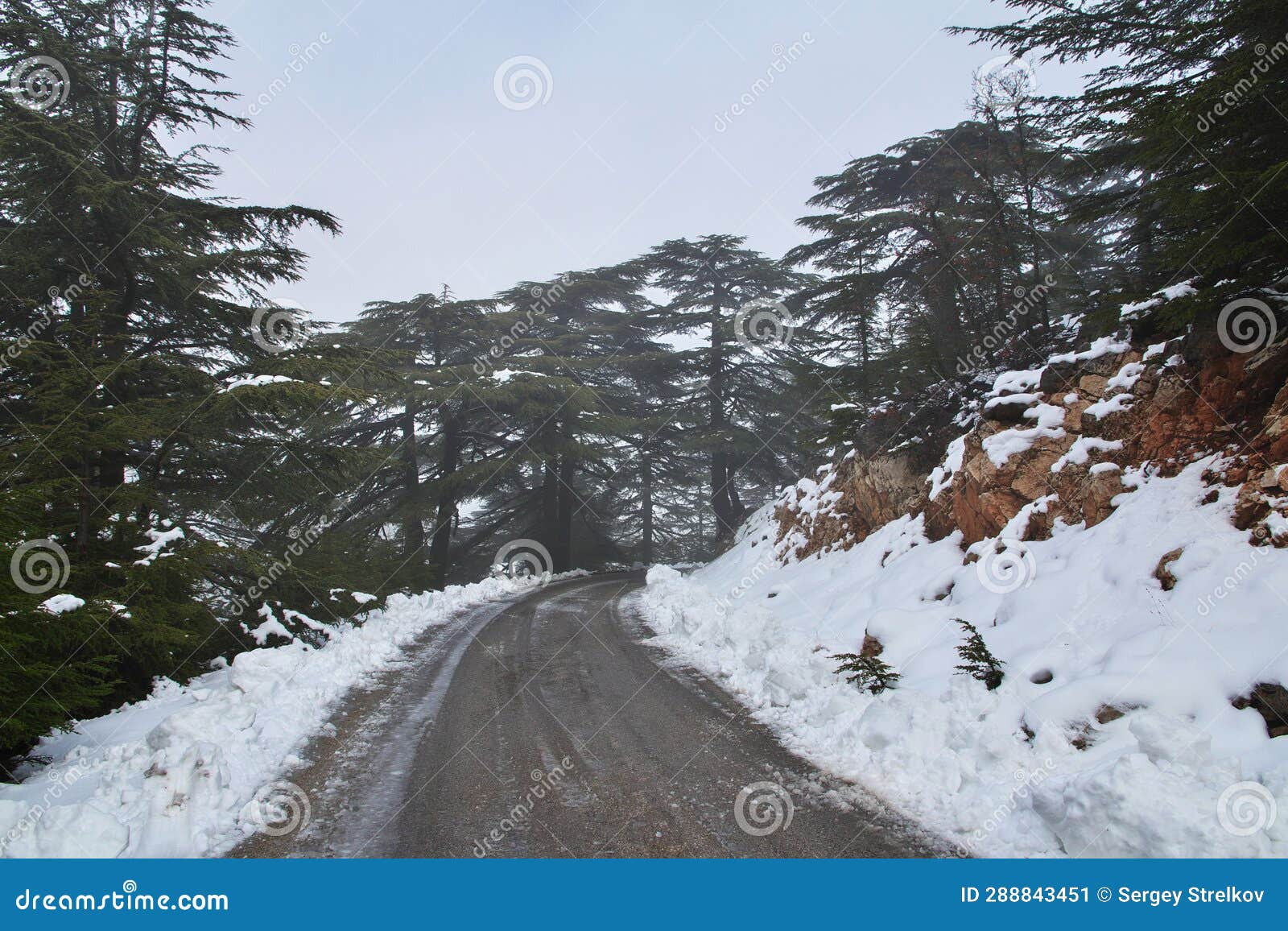 The Cedar Forest in Mountains of Lebanon Stock Image - Image of middle ...
