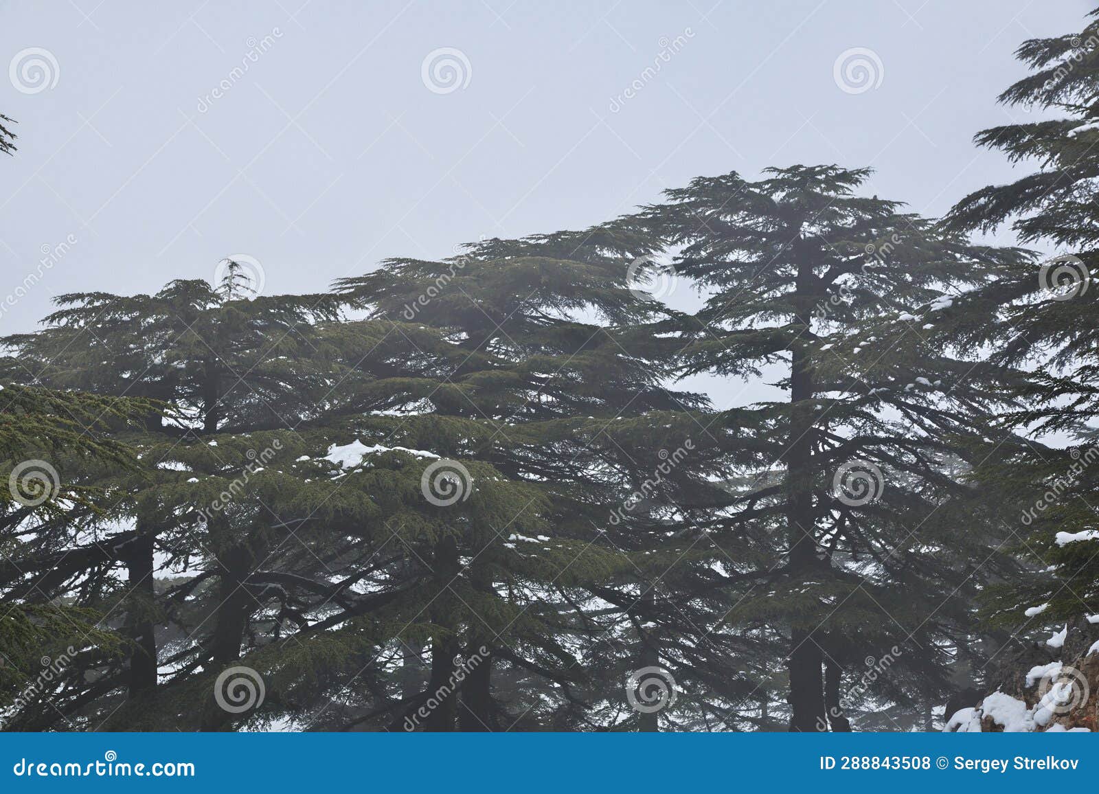 The Cedar Forest in Mountains of Lebanon Stock Photo - Image of ...