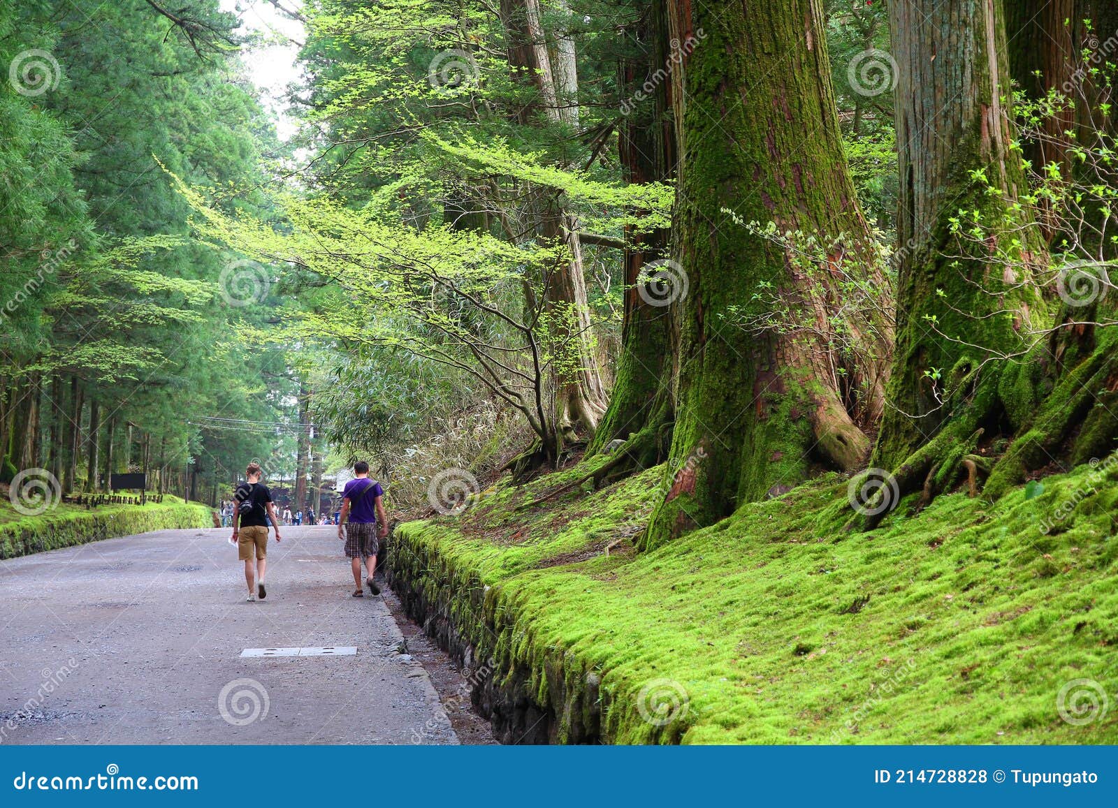 Cedar Forest in Nikko, Japan Editorial Stock Photo - Image of beautiful ...