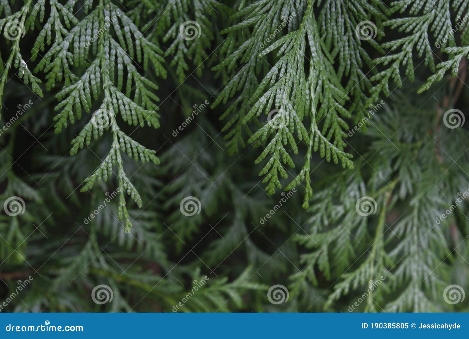 Cedar green foliage stock image. Image of cupressus - 190385805