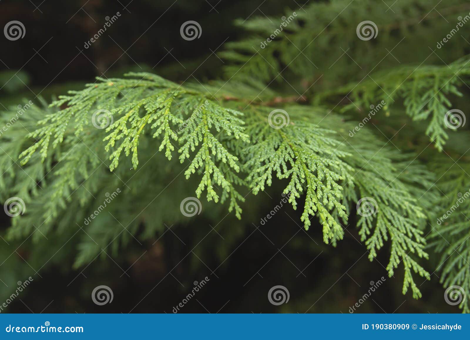 Cedar green foliage stock image. Image of close, foliage - 190380909