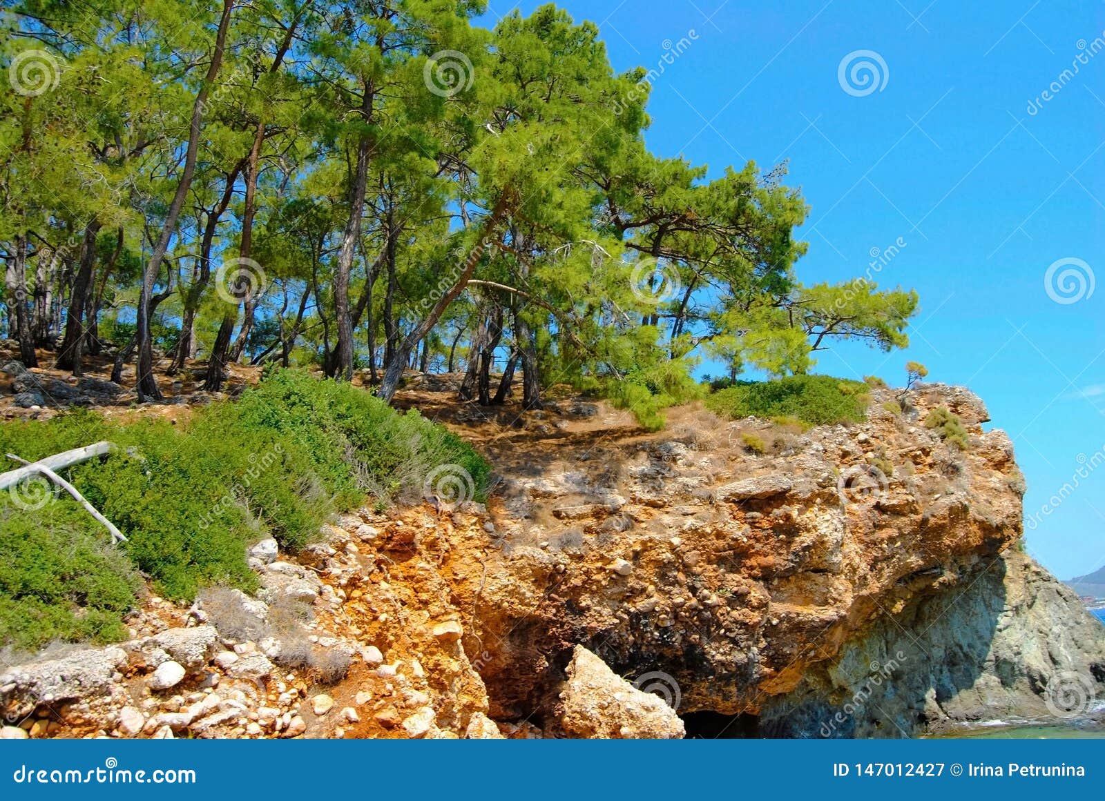 Cedar green forest stock image. Image of sunny, holiday - 147012427