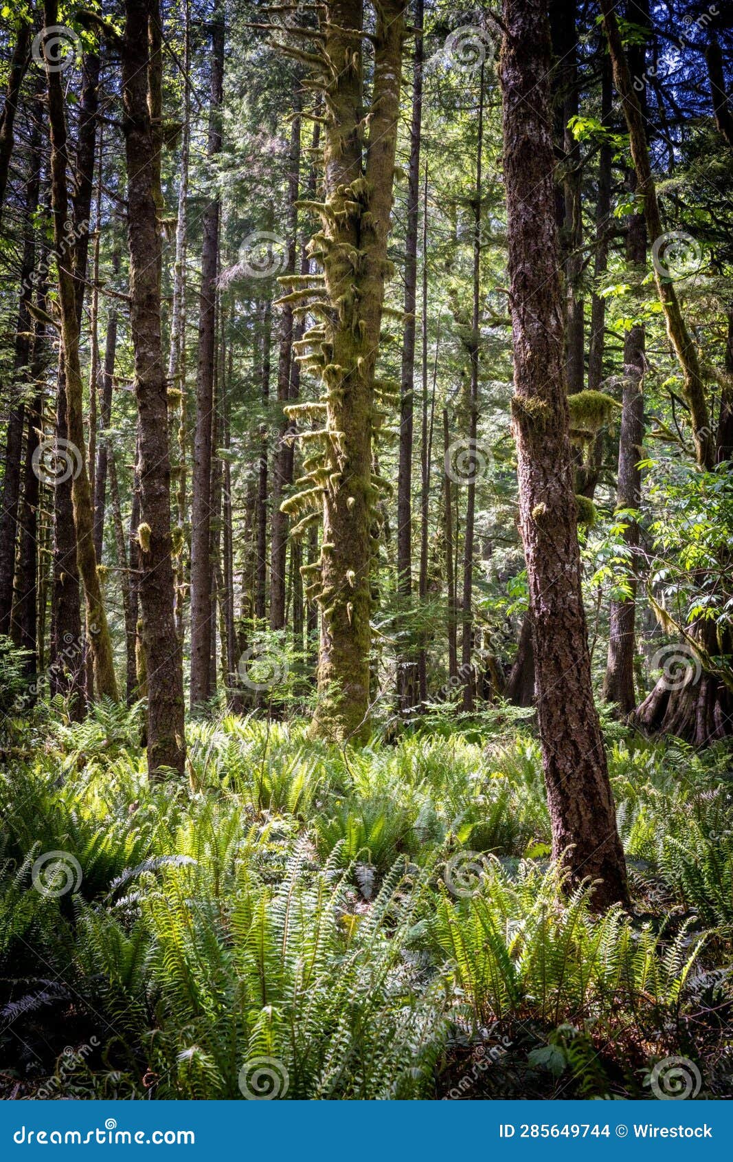 Cedar Grove Trail Glowing Tree Stock Photo - Image of nature, trunk ...
