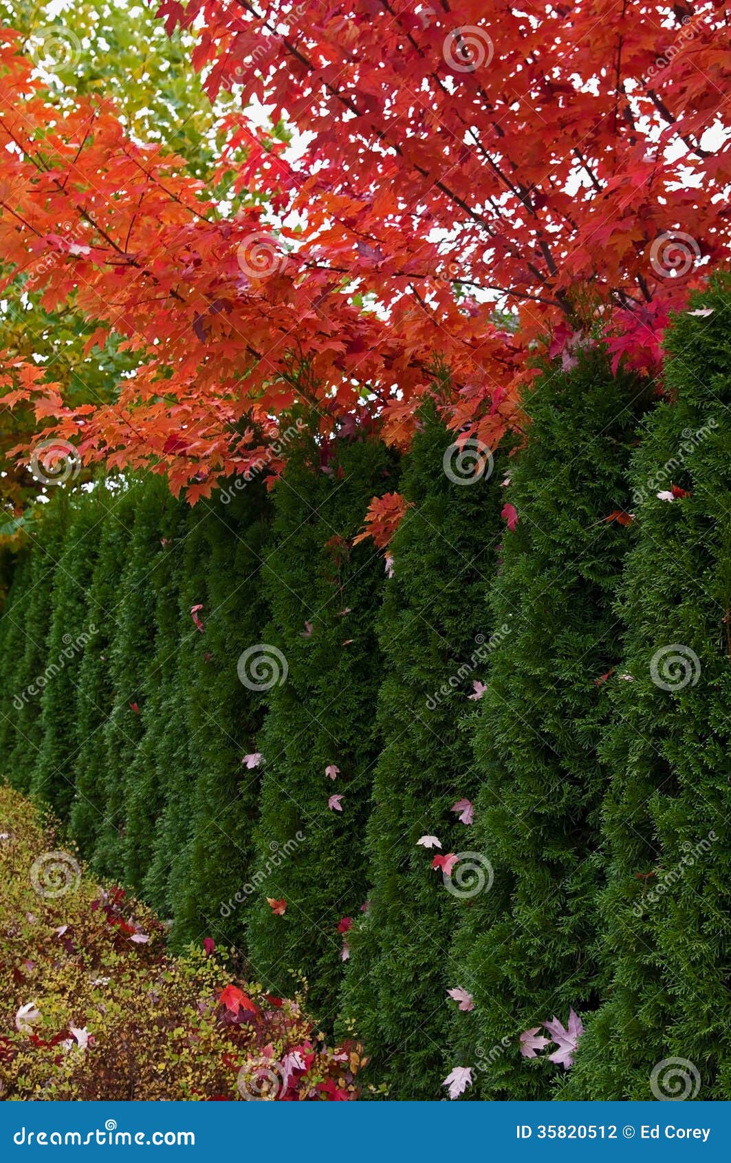 Cedar Hedge and Maple Trees Stock Photo - Image of bush, kelowna: 35820512