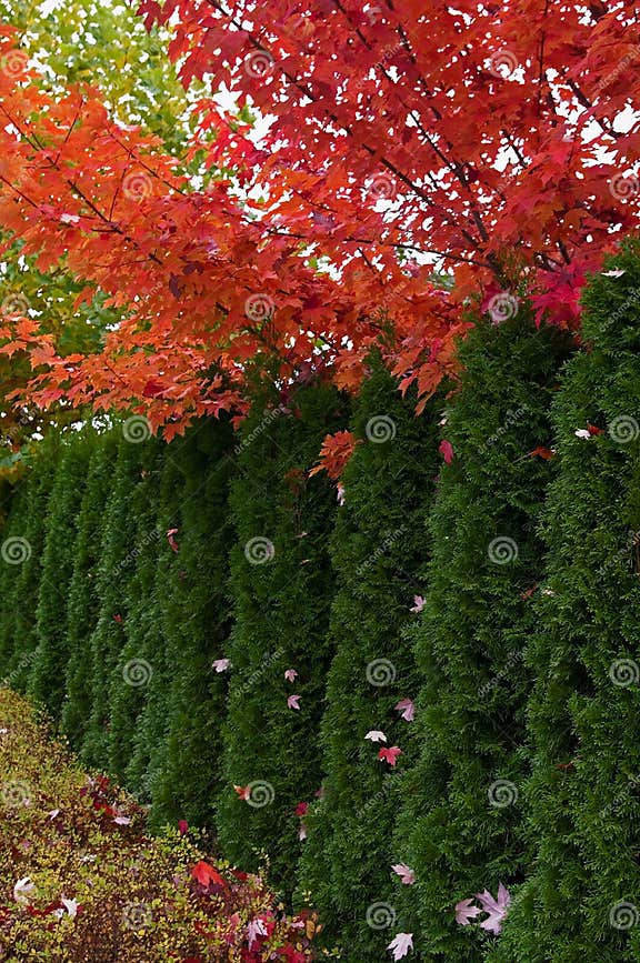 Cedar Hedge and Maple Trees Stock Photo - Image of bush, kelowna: 35820512
