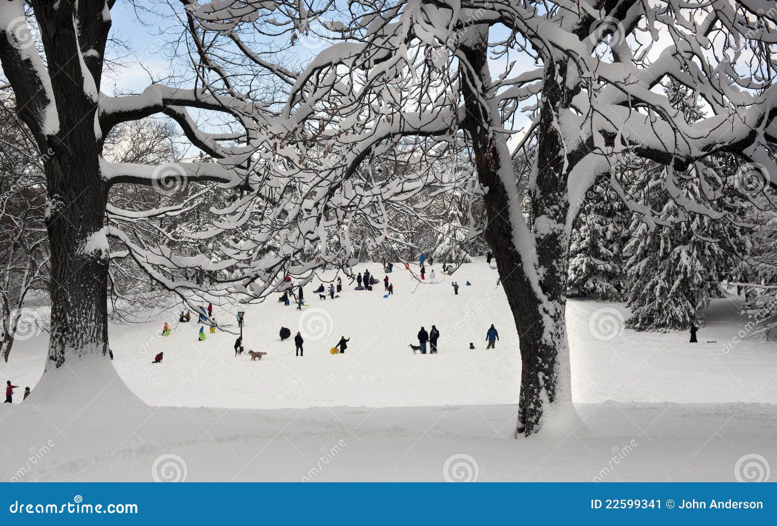 Cedar Hill after Snow Storm Stock Image - Image of outdoors, hill: 22599341