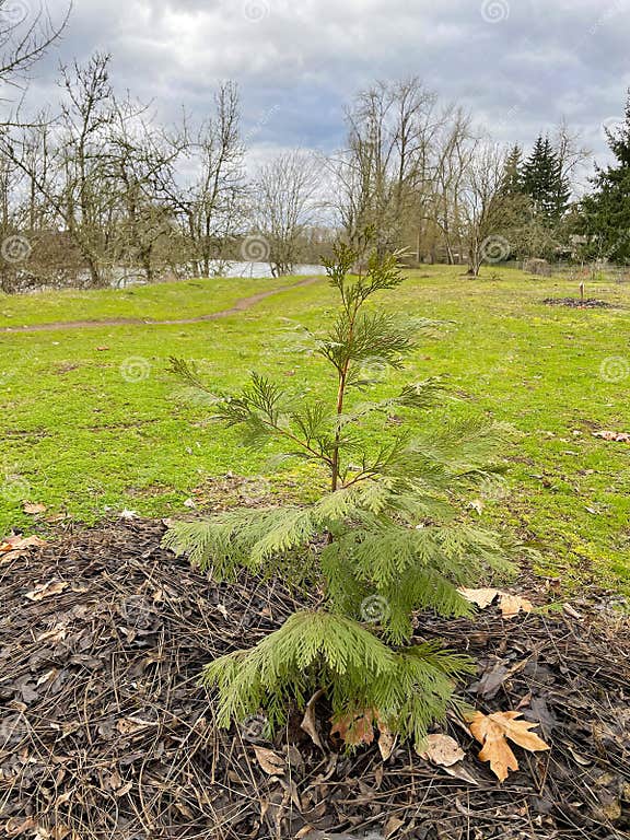 Cedar Incense Tree Sapling 02 Stock Photo - Image of incense, tree ...