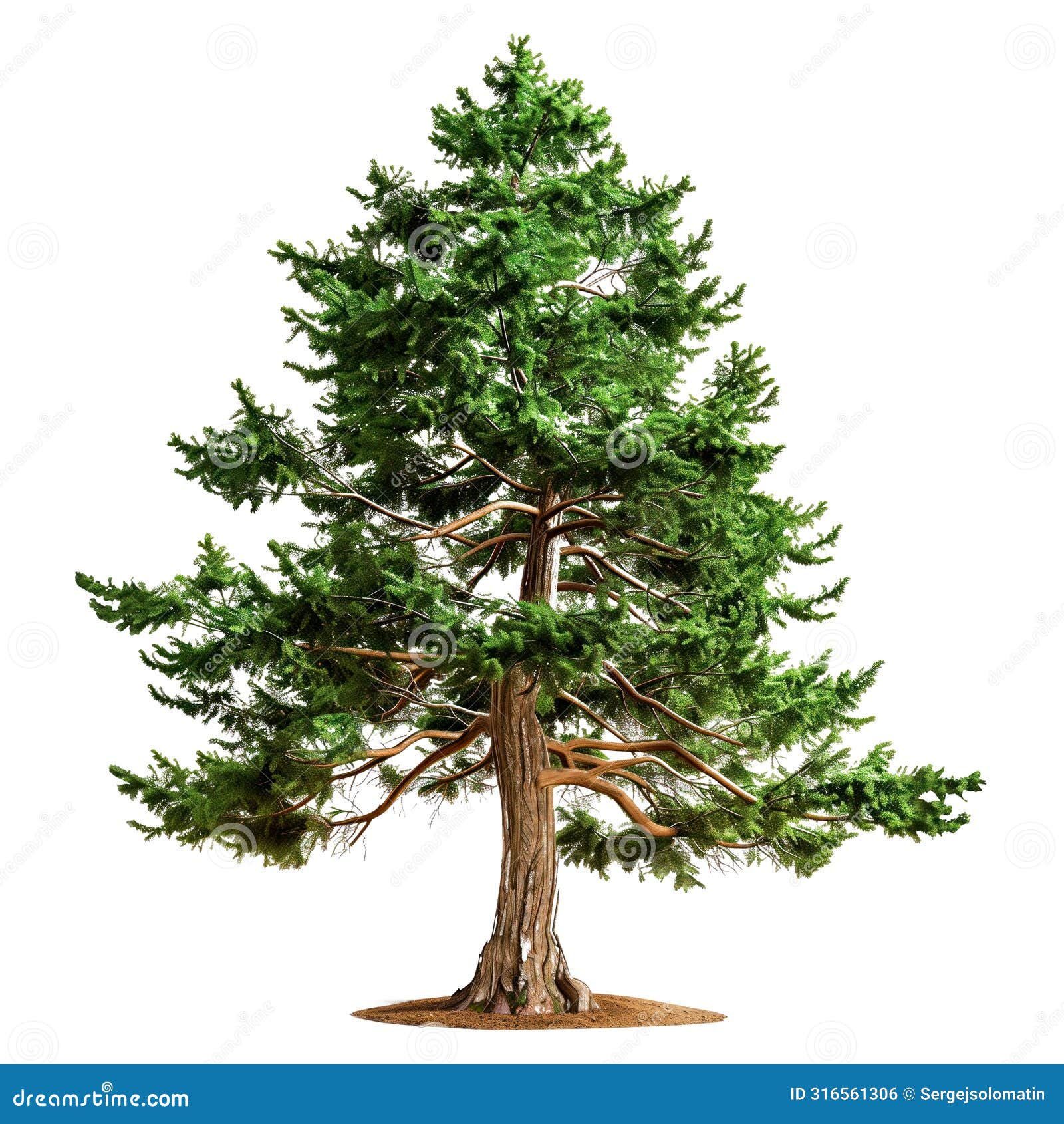 Cedar Isolated on a White or Transparent Background. Cedar Tree with ...