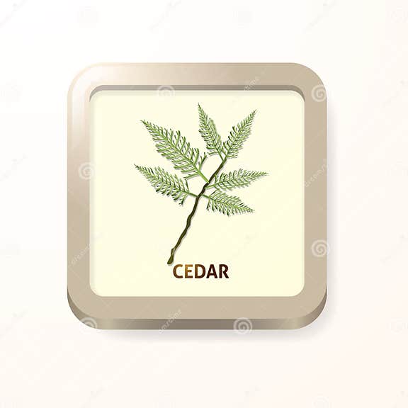 Cedar Leaf. Vector Illustration Decorative Design Stock Vector ...