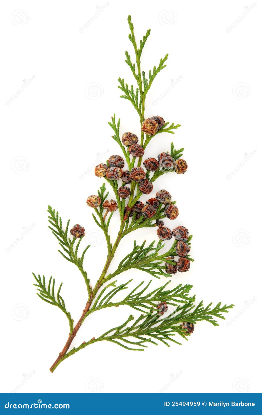 Cedar Leaves stock image. Image of cedar, cypress, incense - 25494959