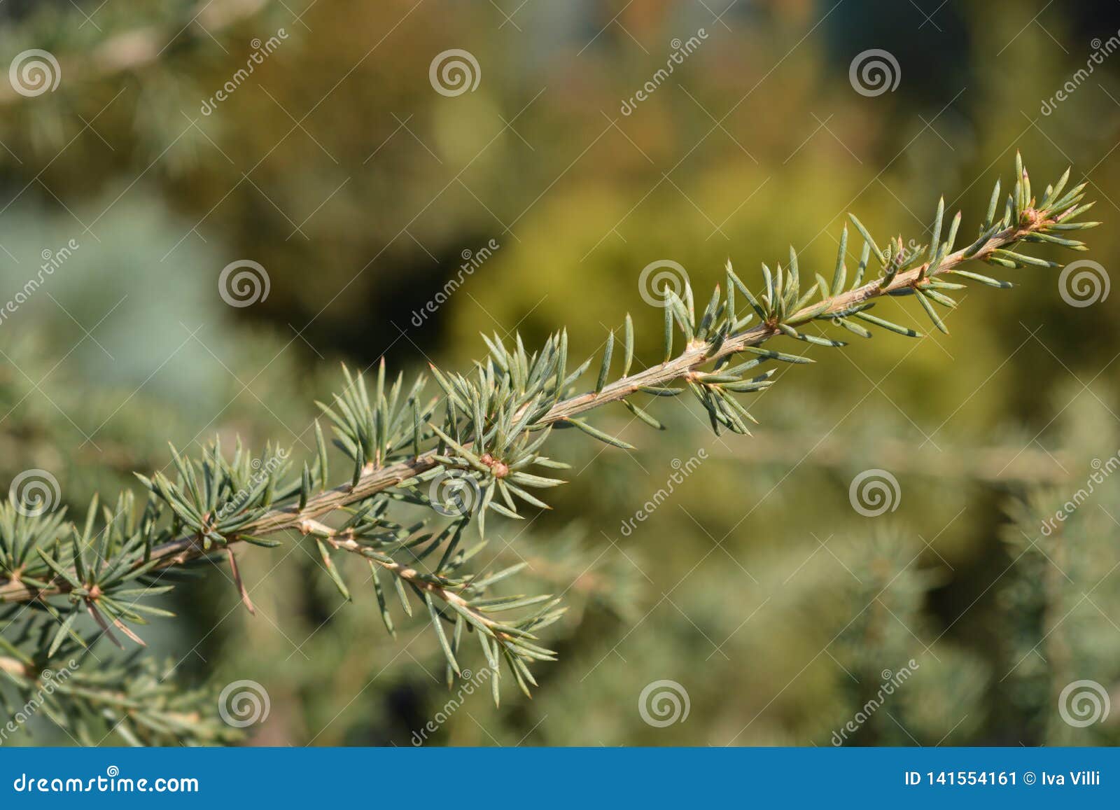 Cedar of Lebanon stock image. Image of branch, lebanon - 141554161
