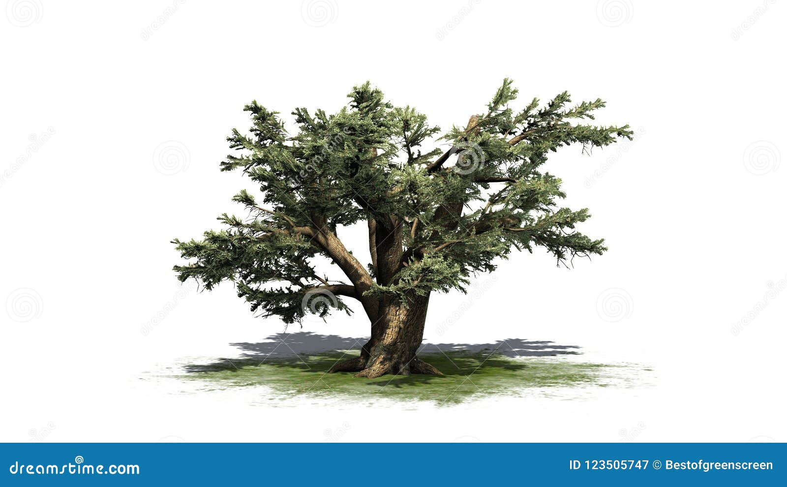 Cedar Of Lebanon Tree Illustration, Drawing, Engraving, Ink, Line Art ...