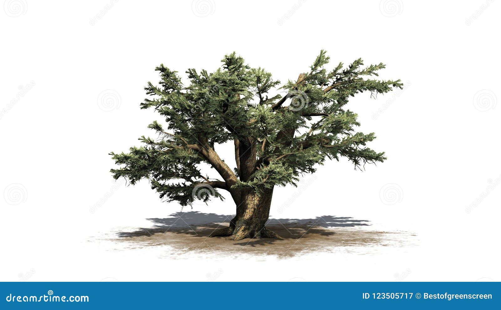 Cedar Of Lebanon Tree Illustration, Drawing, Engraving, Ink, Line Art ...