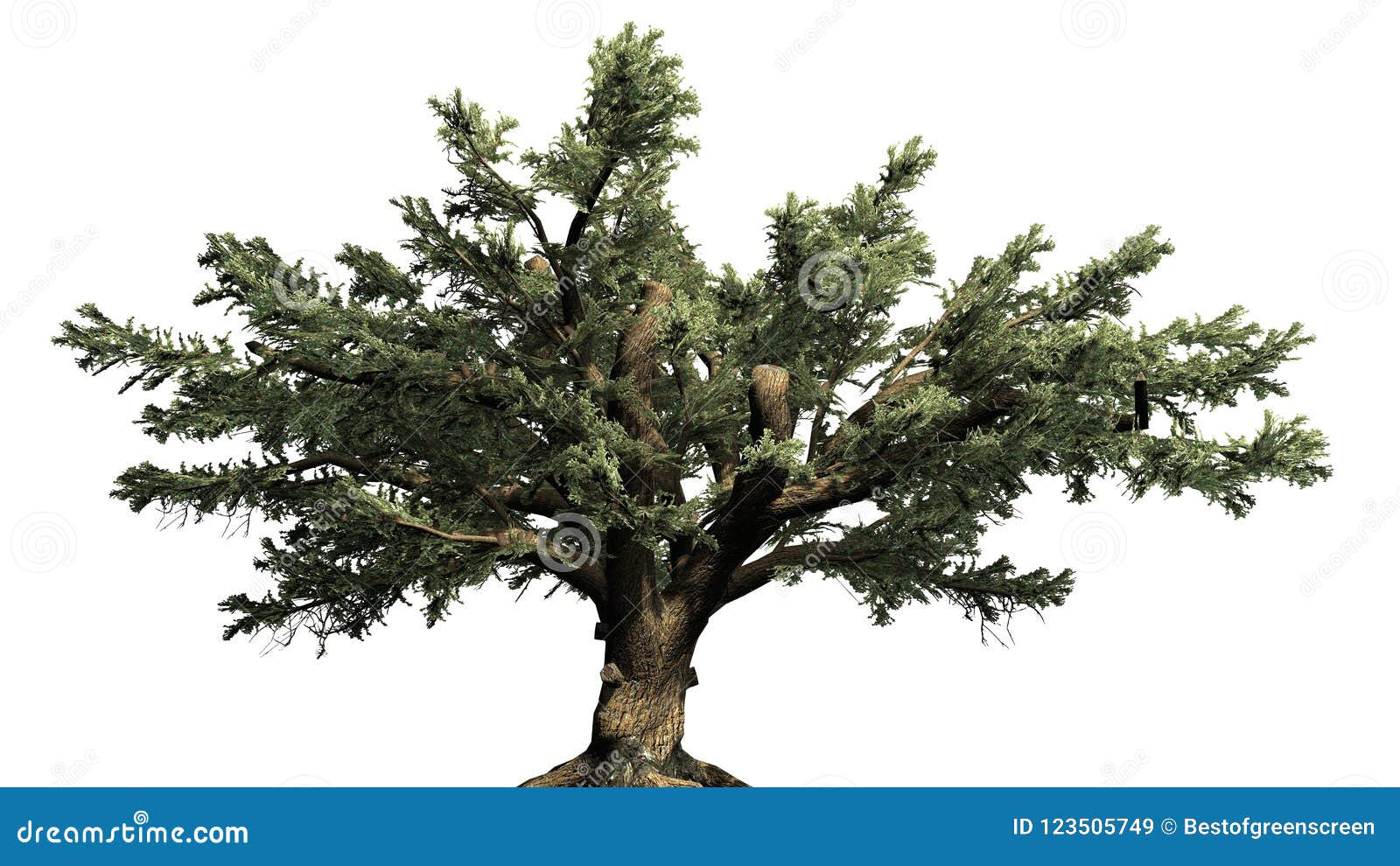 Cedar Of Lebanon Tree Illustration, Drawing, Engraving, Ink, Line Art ...