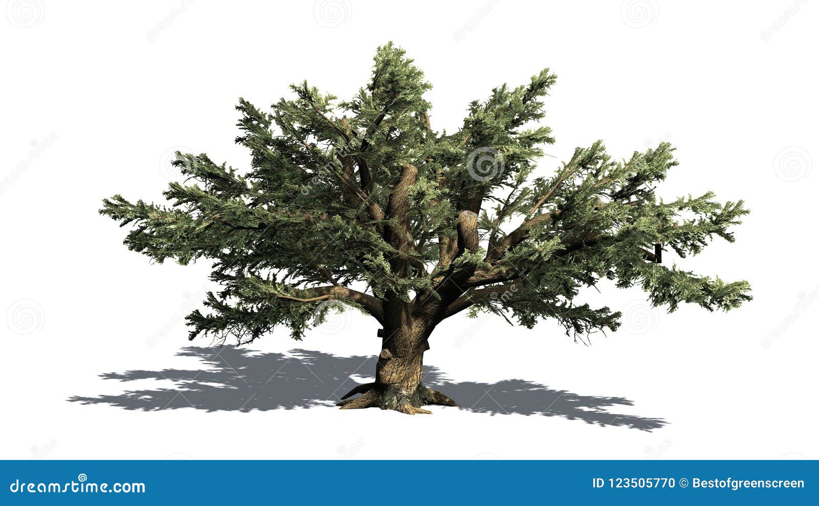 Cedar Of Lebanon Tree Illustration, Drawing, Engraving, Ink, Line Art ...