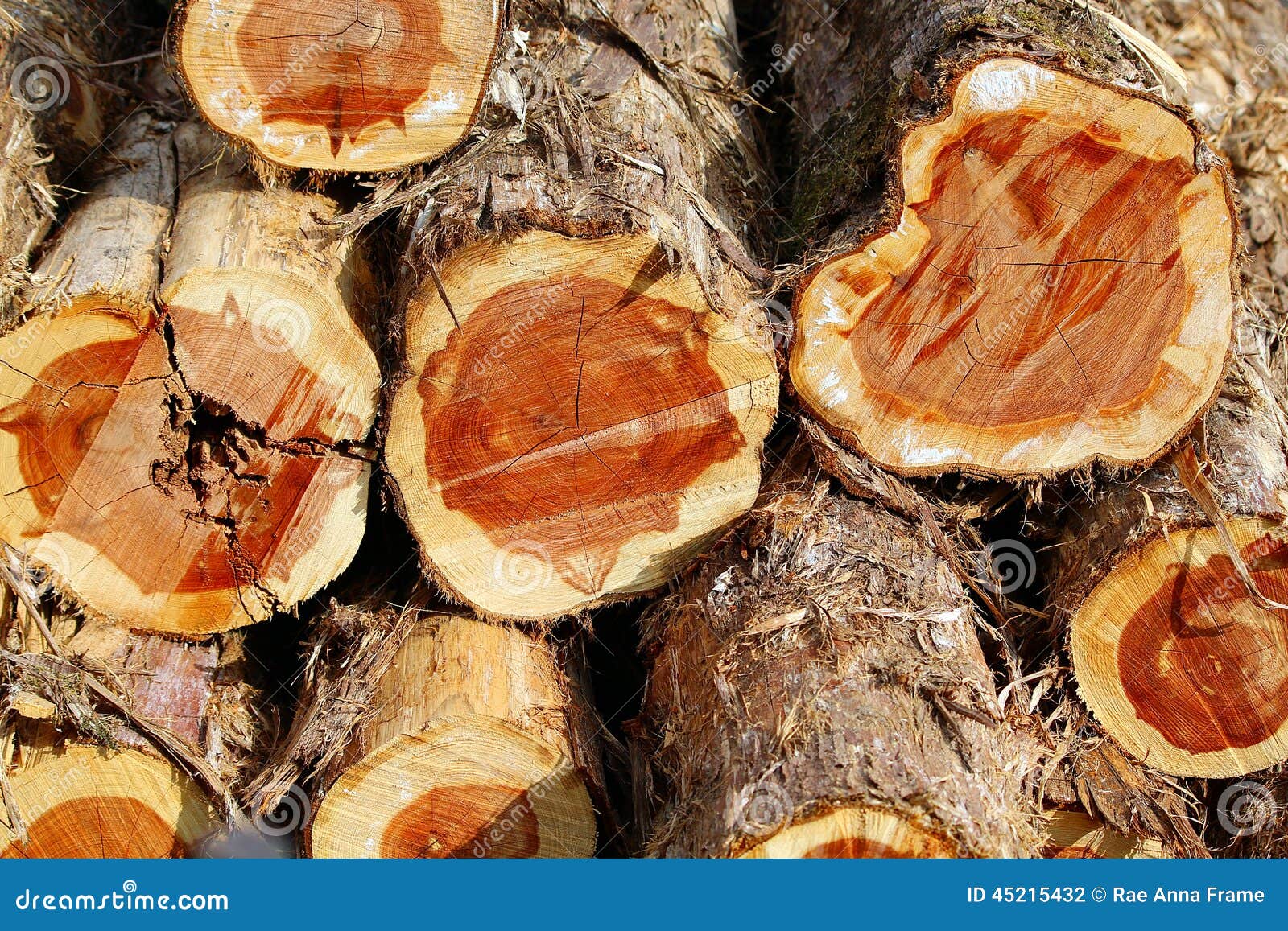 Cedar Logs stock photo. Image of stack, tree, forest - 45215432