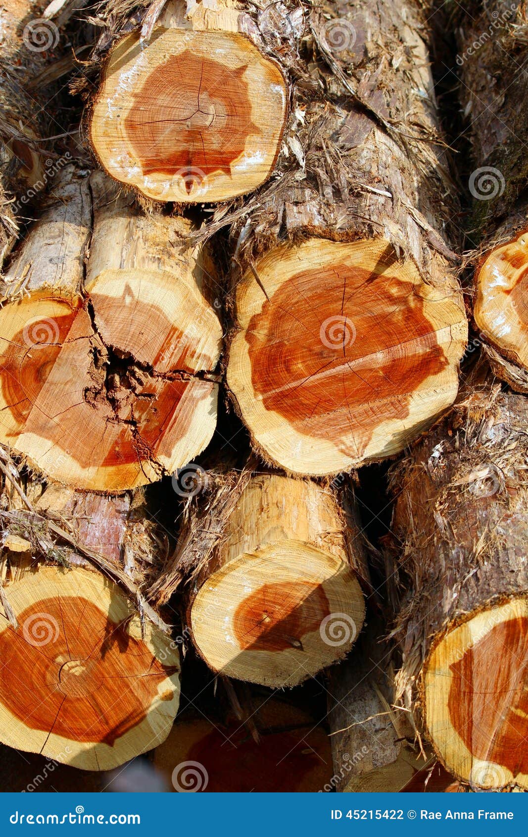 Eastern Red Cedar Tree A.k.a. Virginian Juniper Juniperus Virginiana ...