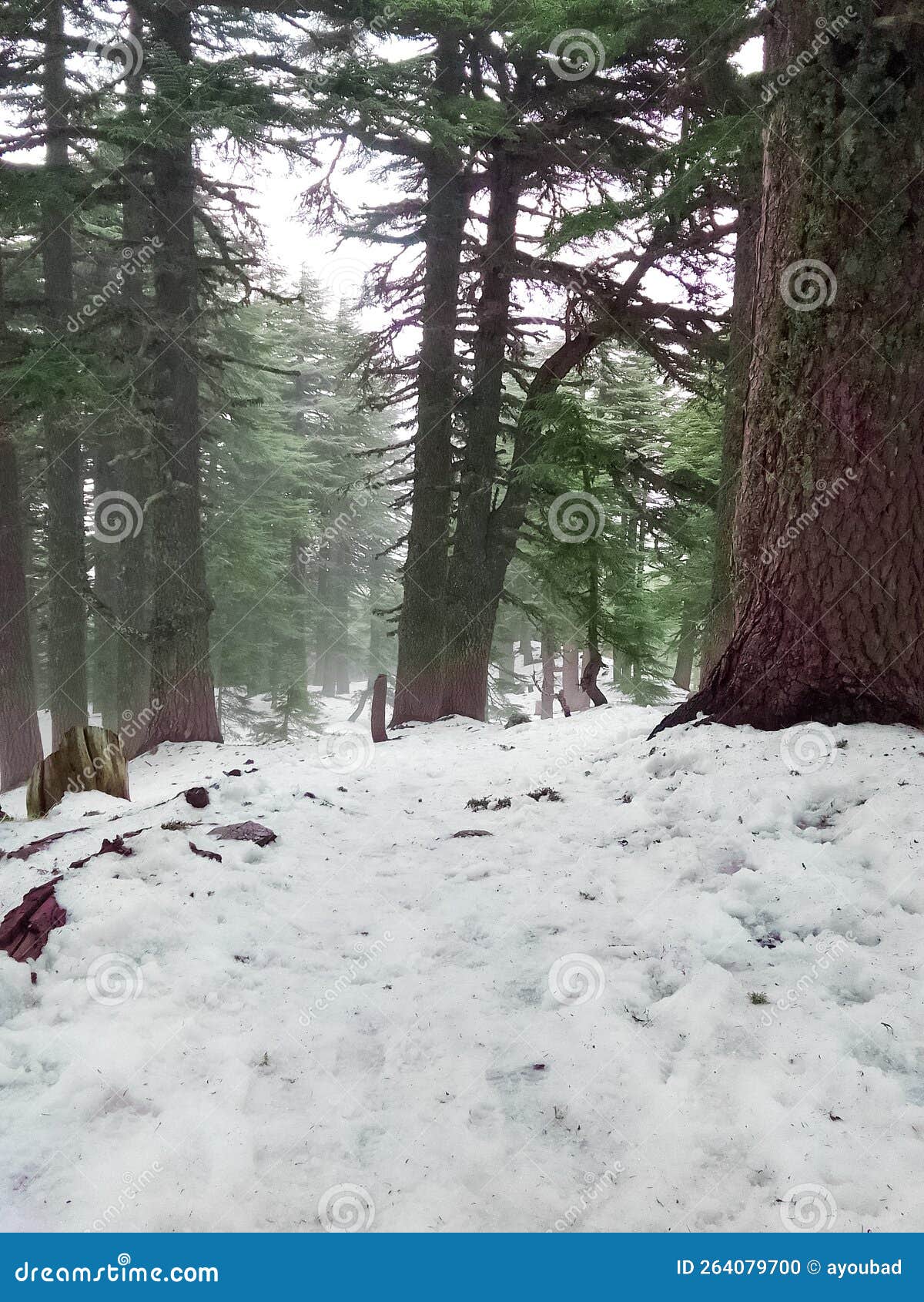 Cedar of the Moroccan Rif Mountains Stock Photo - Image of mountain ...