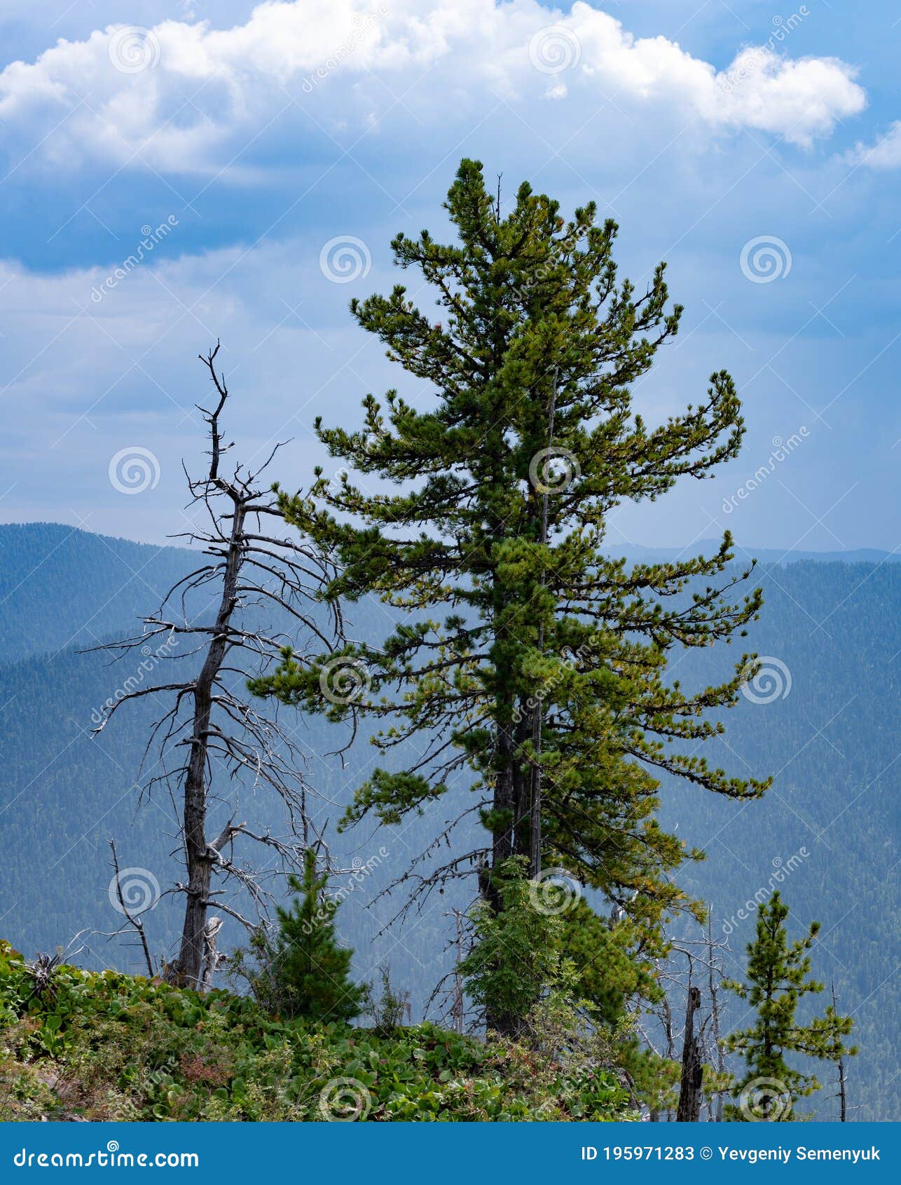 Cedar with Mountains and Sky in the Background Stock Image - Image of ...