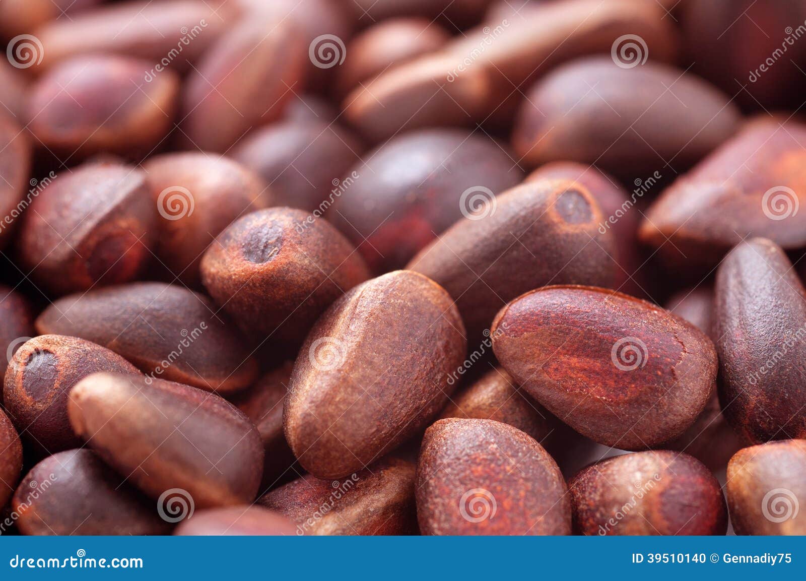 Cedar nut stock photo. Image of nutrition, coniferous - 39510140