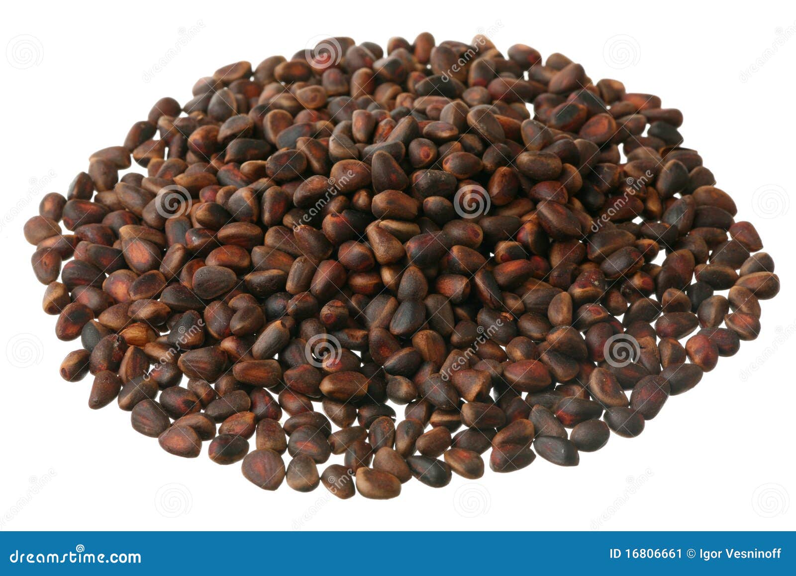 Cedar nuts stock image. Image of cedar, white, harvest - 16806661