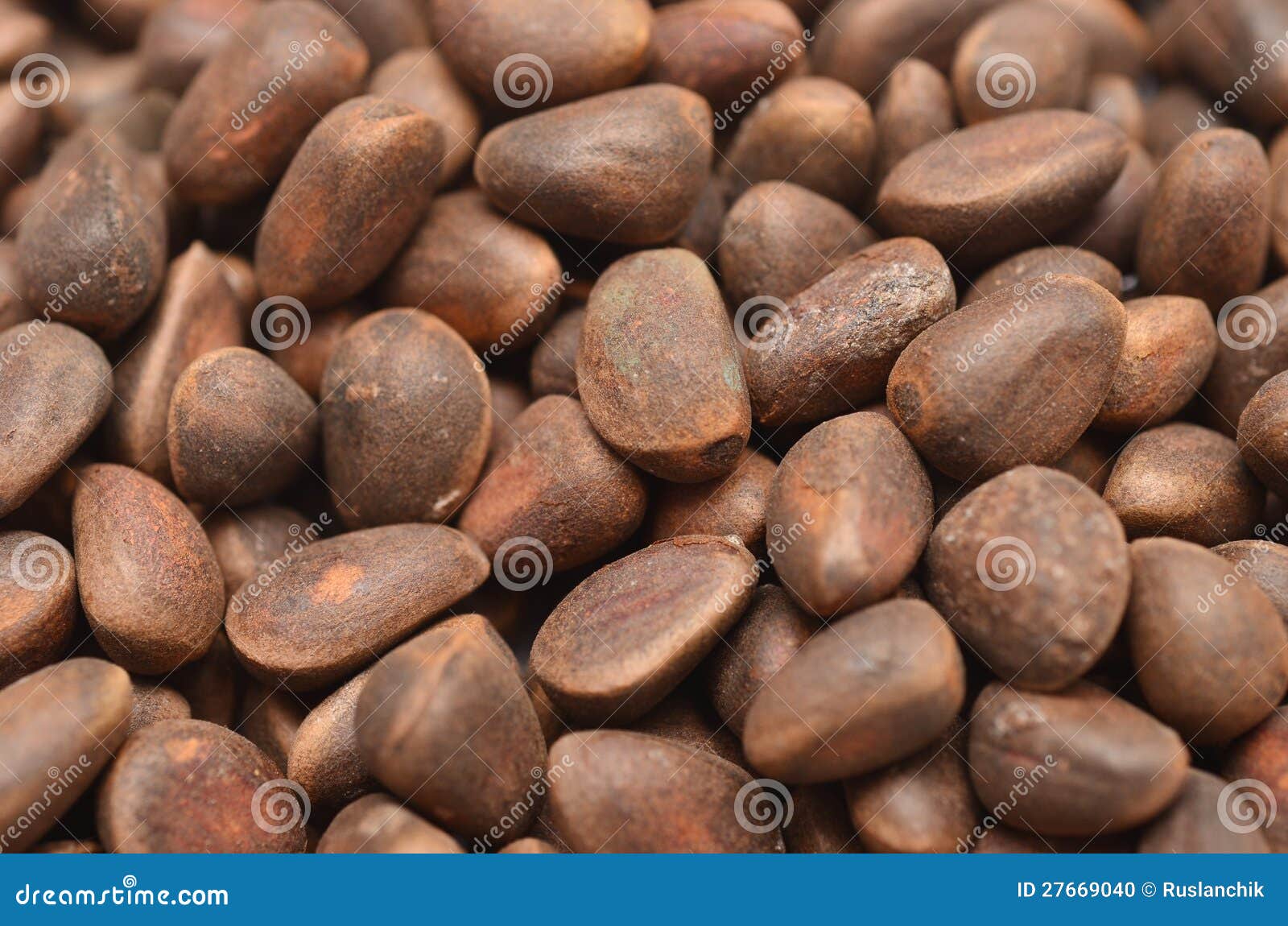 Cedar nuts stock photo. Image of seed, objects, evergreen - 27669040