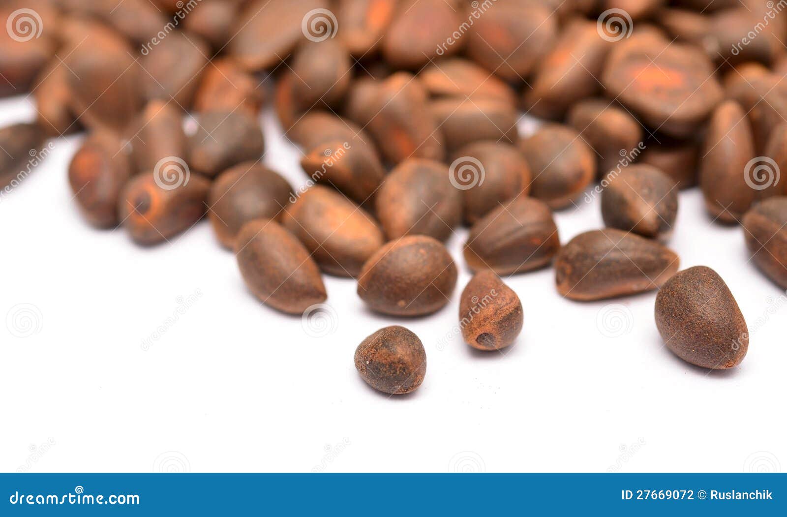Cedar nuts stock photo. Image of cedar, macro, objects - 27669072