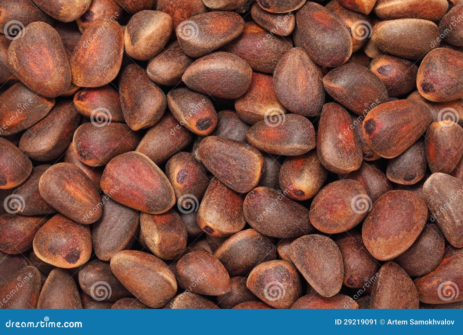 Cedar nuts. Background stock image. Image of macro, brown - 29219091