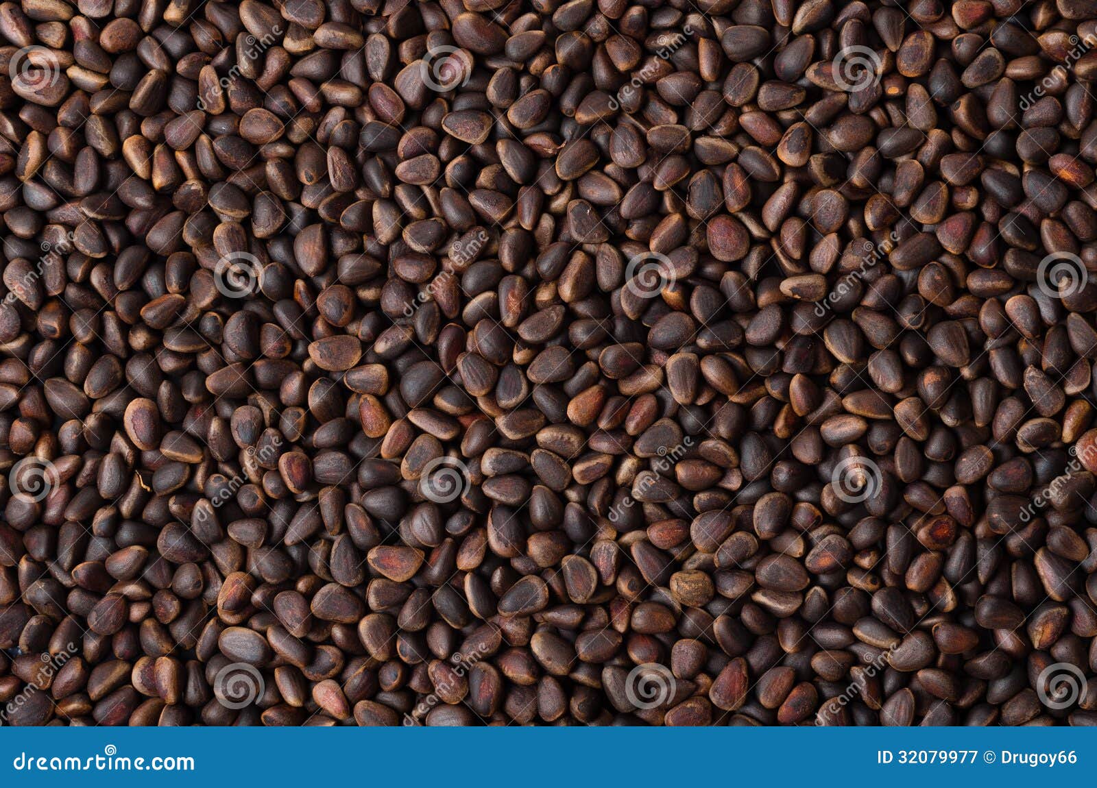 Cedar nuts stock image. Image of brown, food, pine, white - 32079977