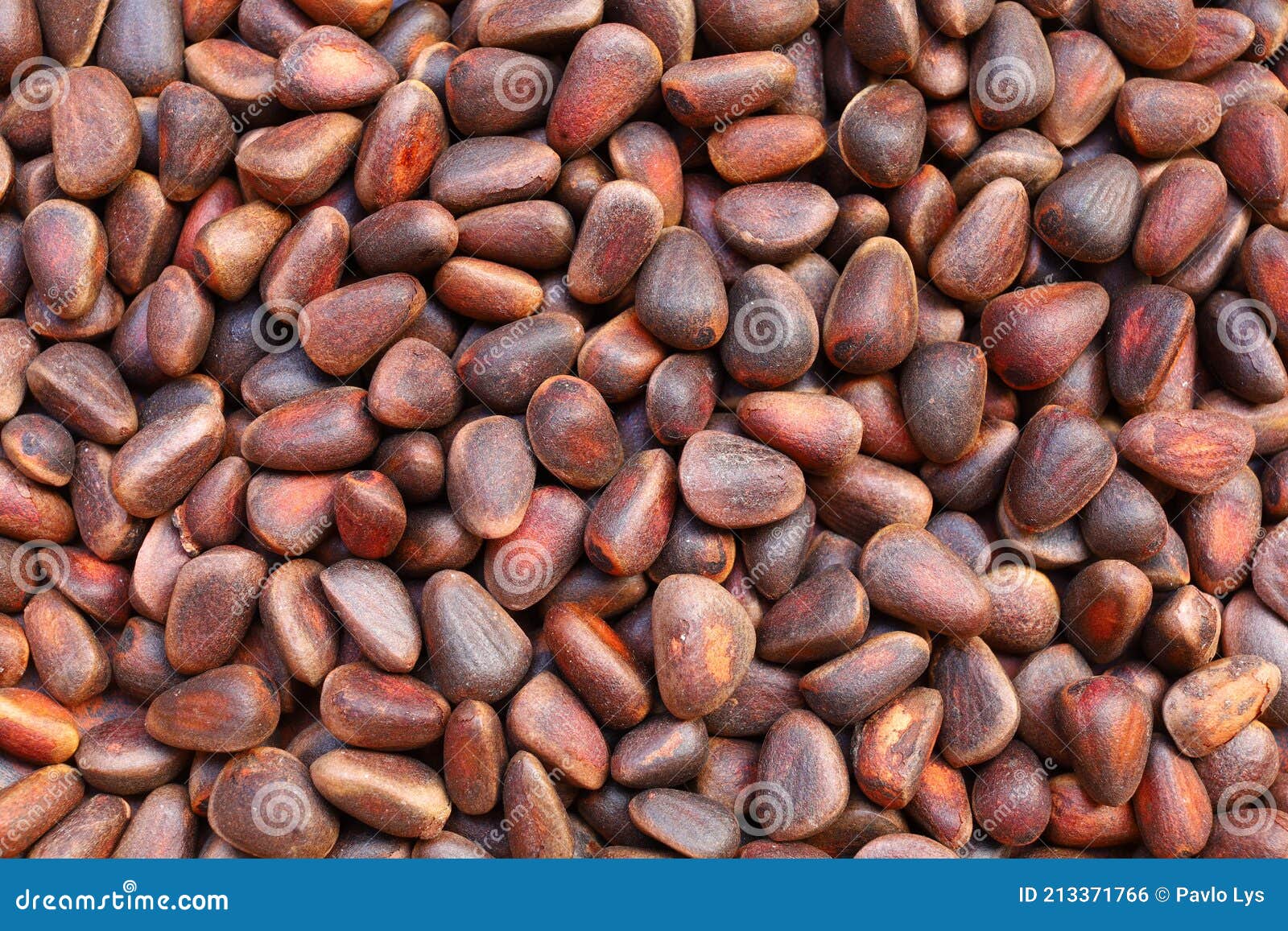 Cedar Nuts in a Brown Shell Stock Photo - Image of peel, handful: 213371766