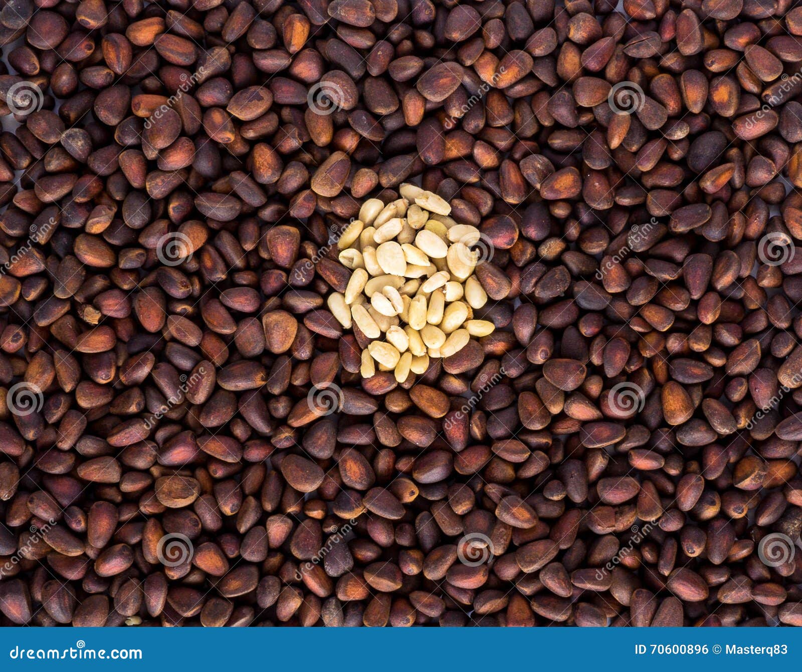 Cedar nuts stock photo. Image of kedar, brown, fresh - 70600896