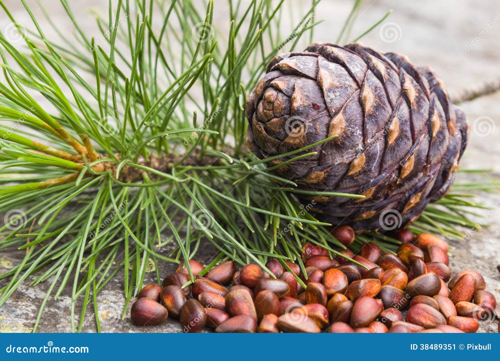 Cedar nuts and cone stock image. Image of brown, food - 38489351