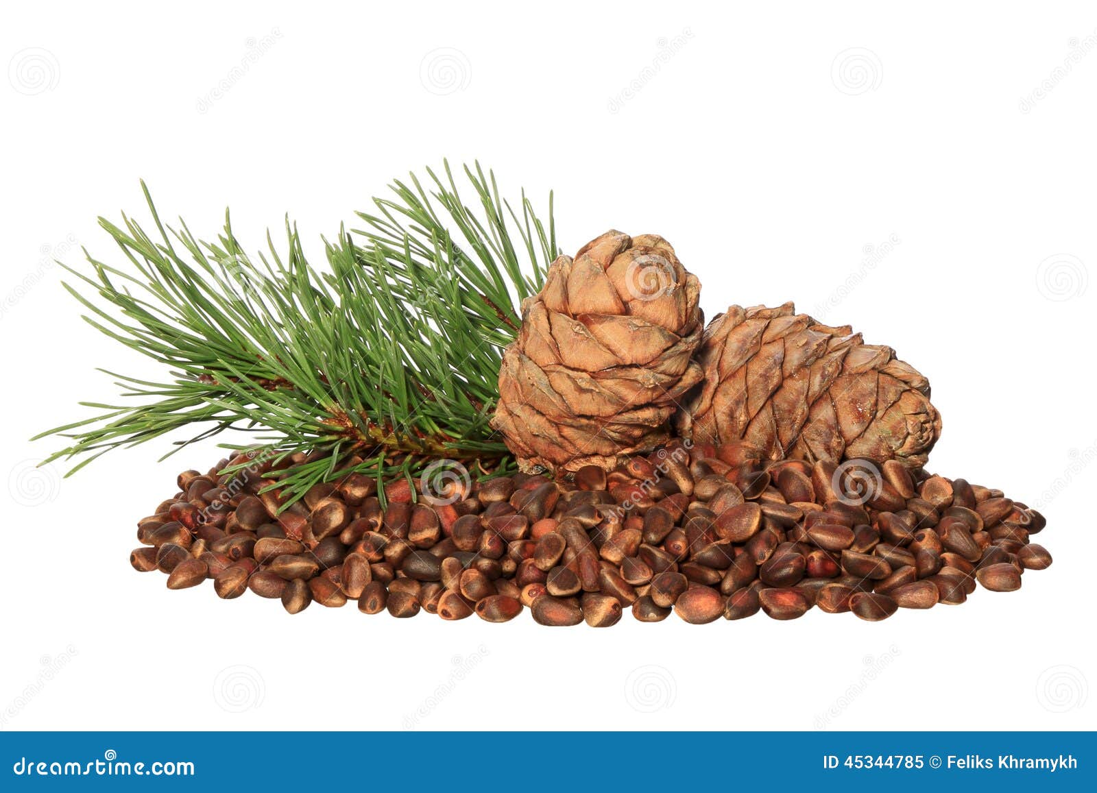 Cedar Nuts and Cones Isolated on White Background Stock Image - Image ...