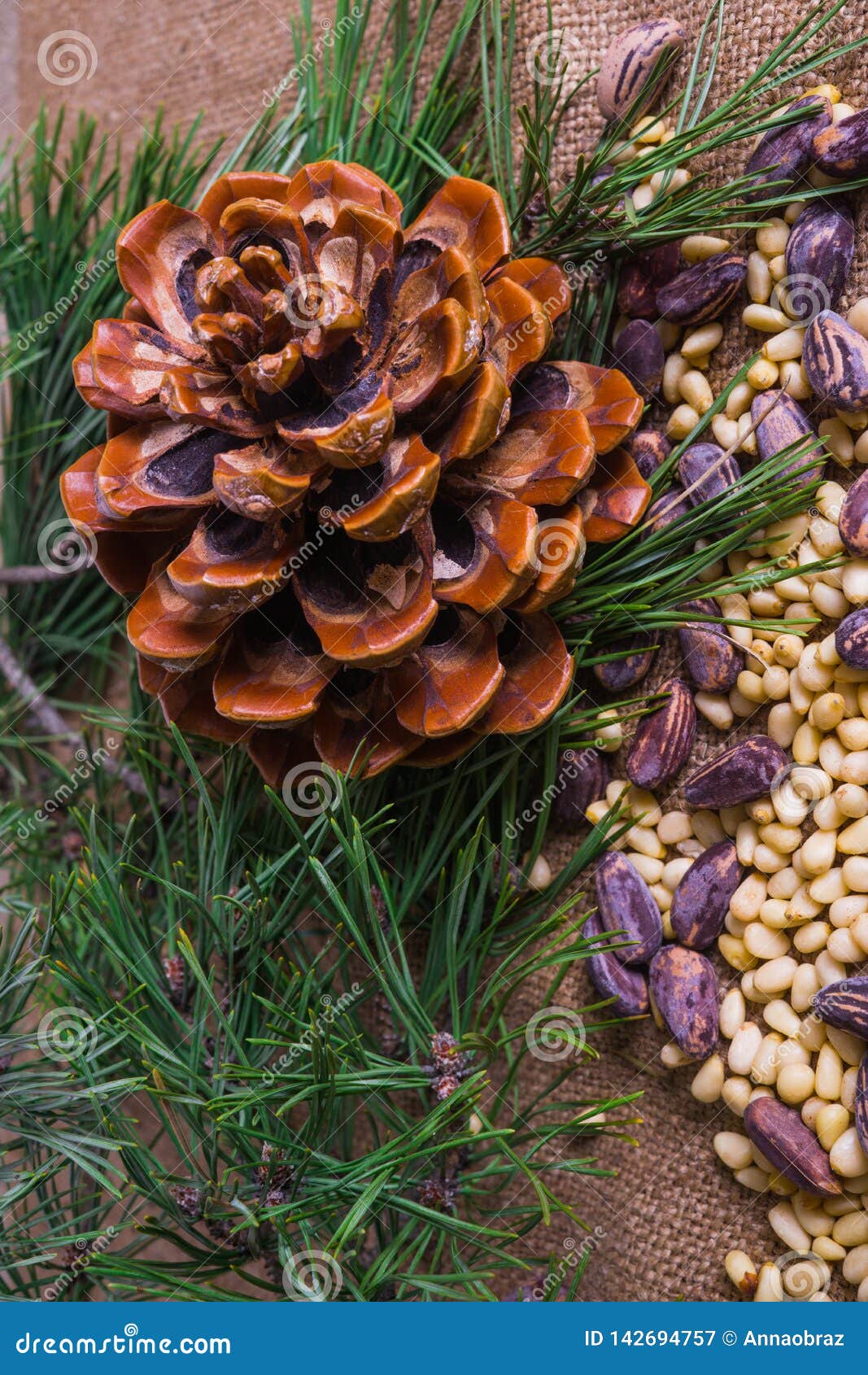 Cedar Nuts. Peeled and in Shell with Cedar Cone Stock Image - Image of ...